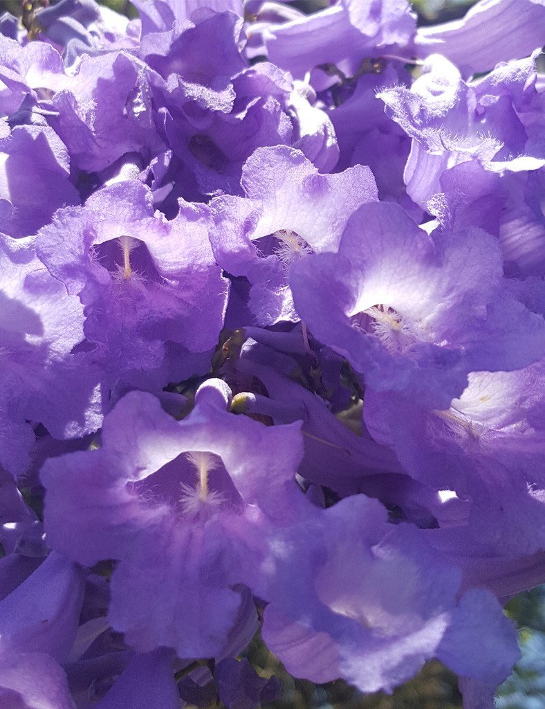 Jacaranda– Joe Bananas | Australia