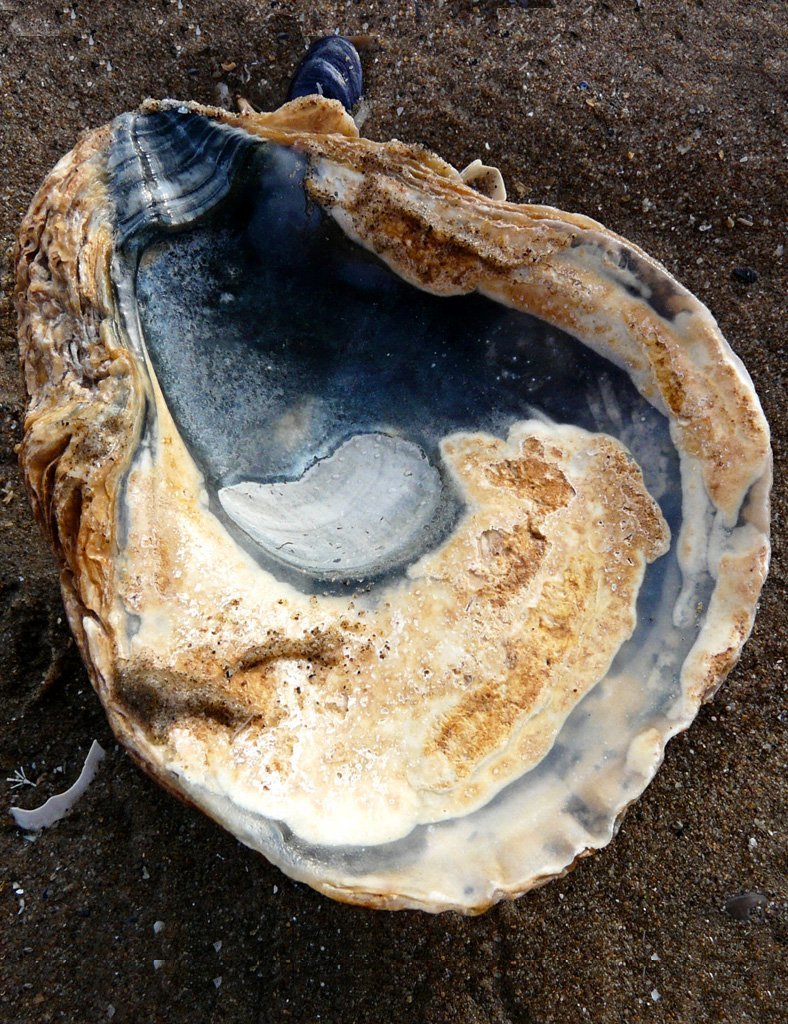 Sydney Sandstone– Joe Bananas | Australia